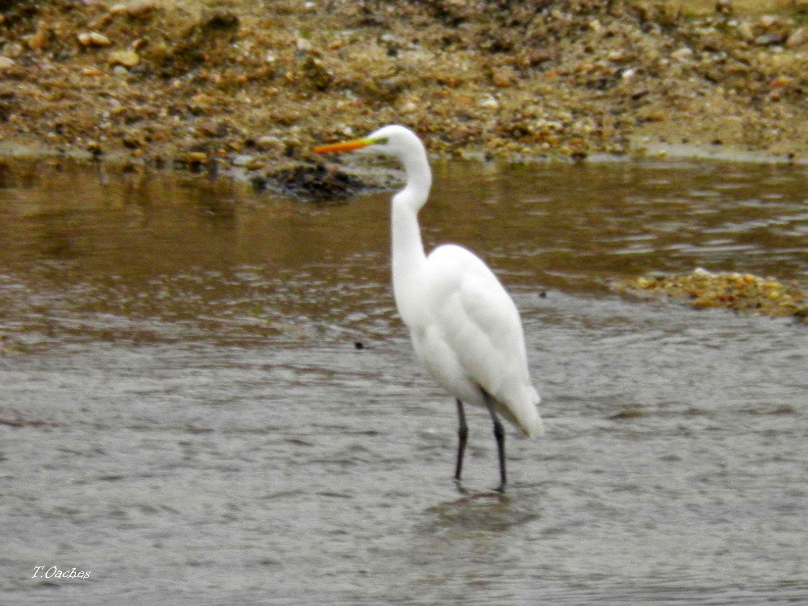 PASARI DIN ROMANIA: EGRETA MARE, Ardea alba