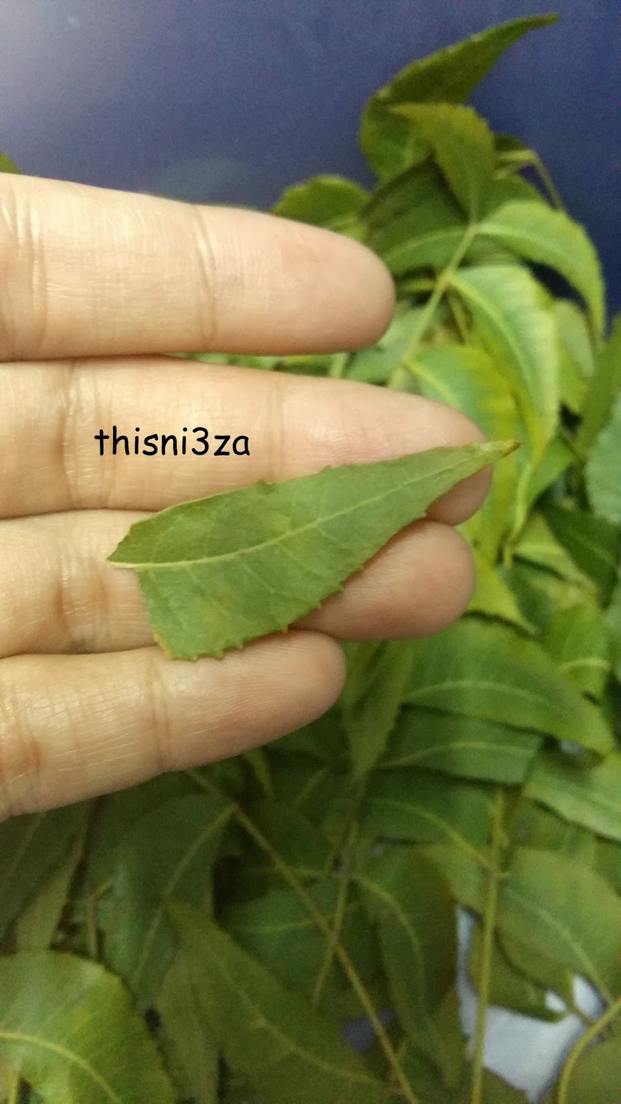 Daun Semambu... ~ My Story Board