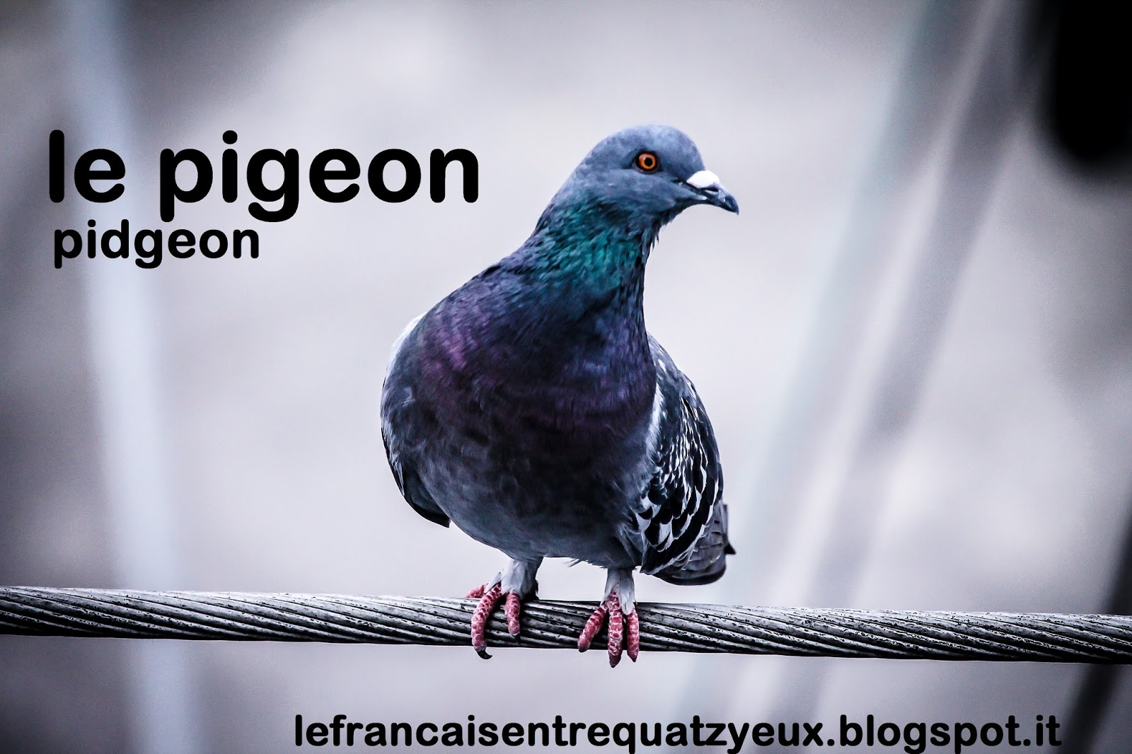 Vocabulaire autour des oiseaux (tous les niveaux) | Le français entre ...