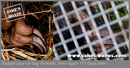 Zombie badgers and old buried bones : Jake's Bones