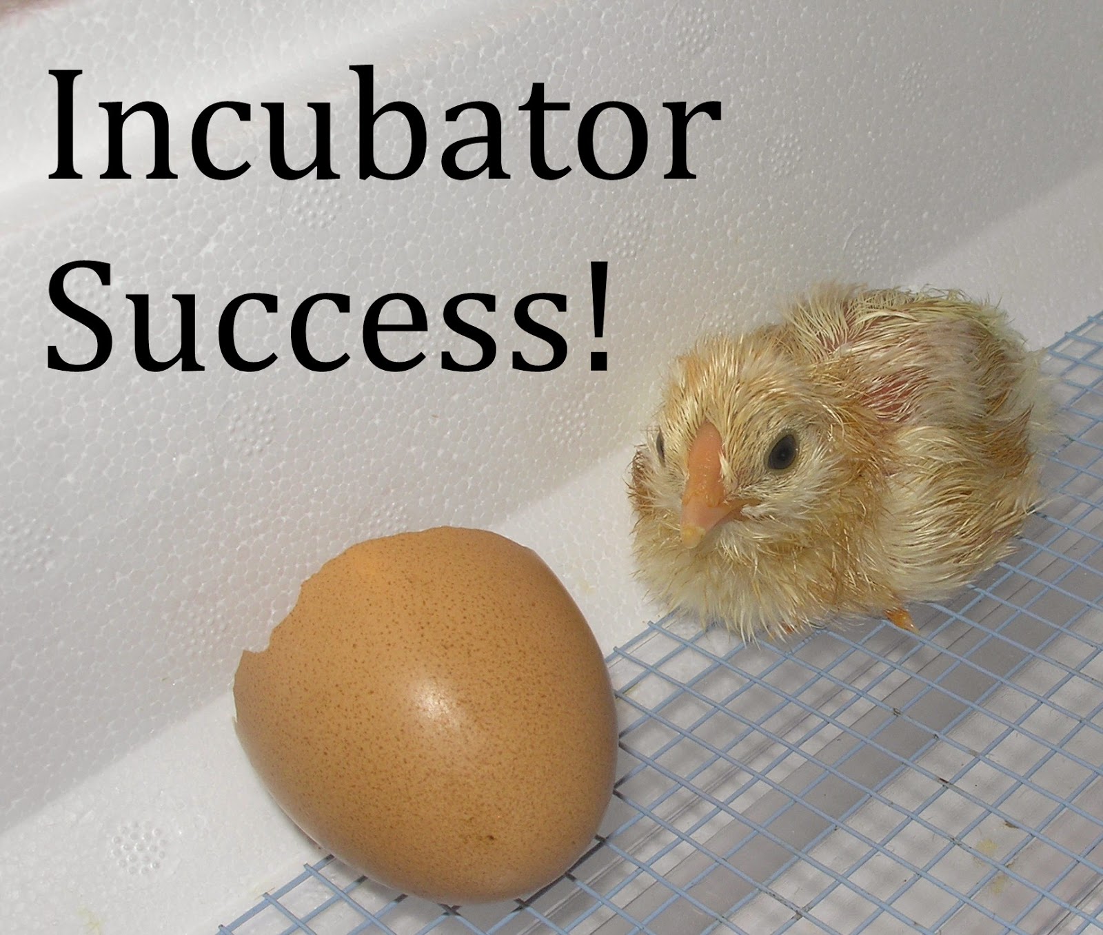 The Cheerful Agrarian: Incubator Success!