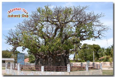 Baobab Tree | Mannar Photos