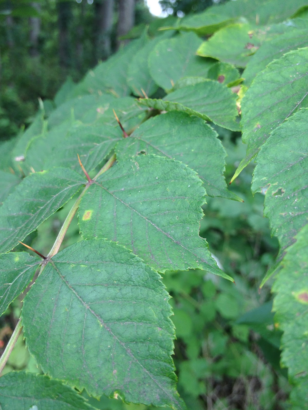 PHILLY TREES: BLUE MOON TREE HUNTS
