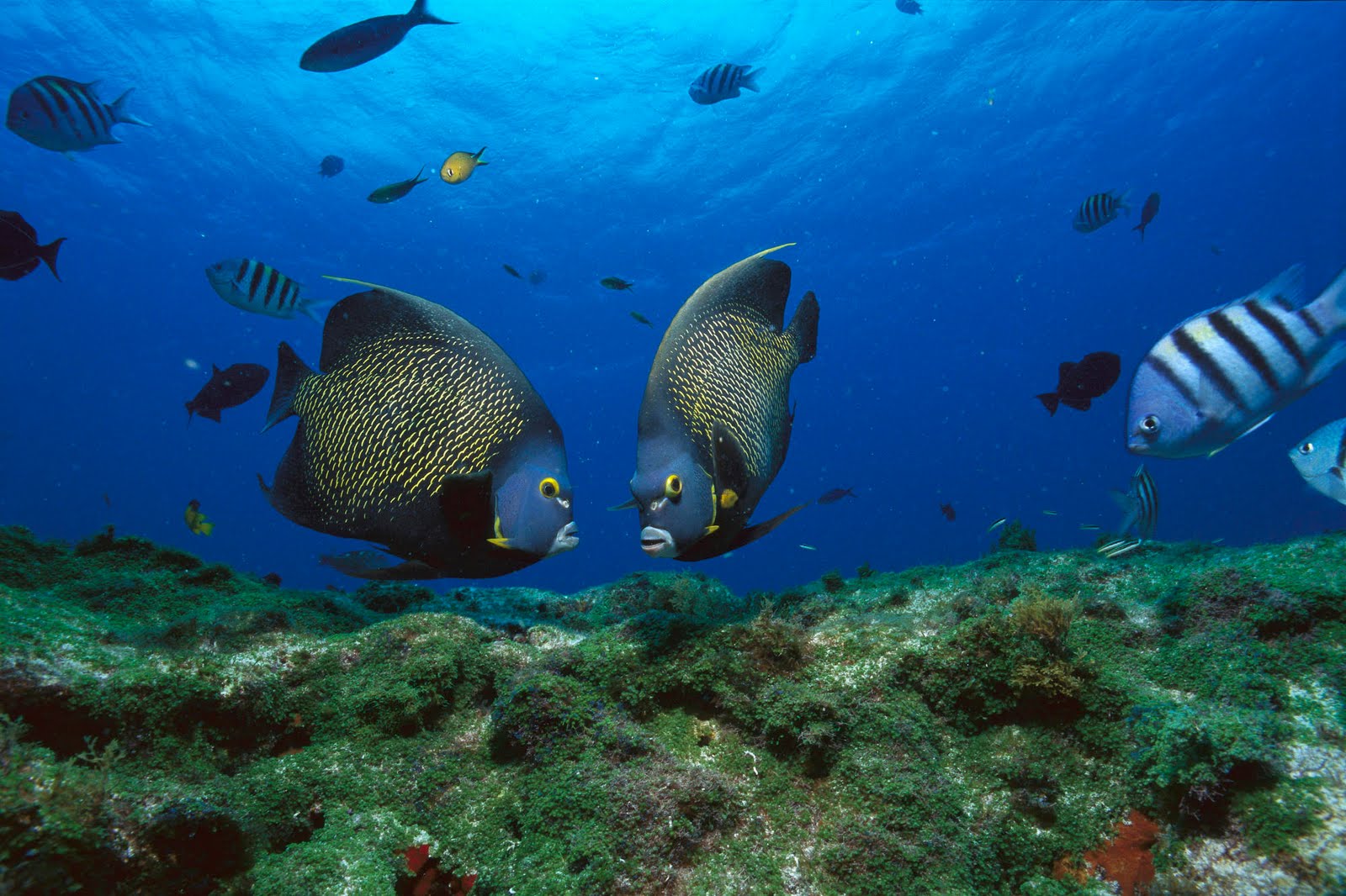 Free Wallpapers: Fish Aquarium Wallpaper