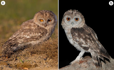 Species New to Science: [Ornithology • 2016] The Rediscovery of Strix ...