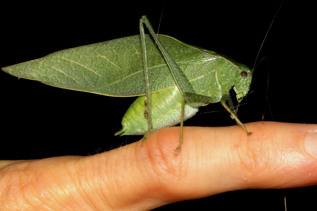 Listening in Nature: When You Listen to Katydids, Listen for the Rhythm