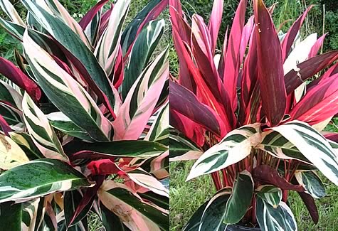 Trees Planet: Stromanthe sanguinea - Tricolor