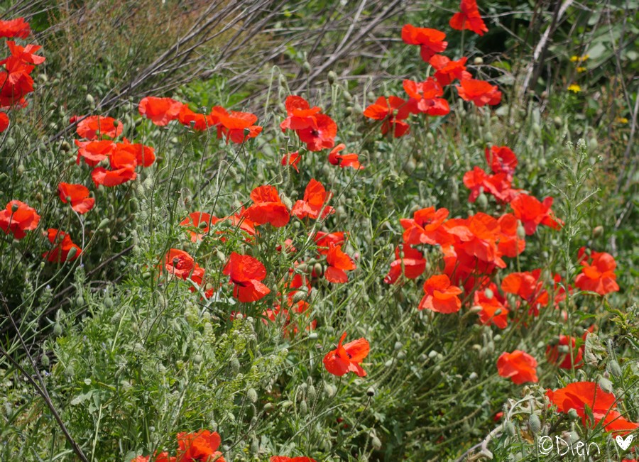 klaproos: 17.06. schoon volluk jongen