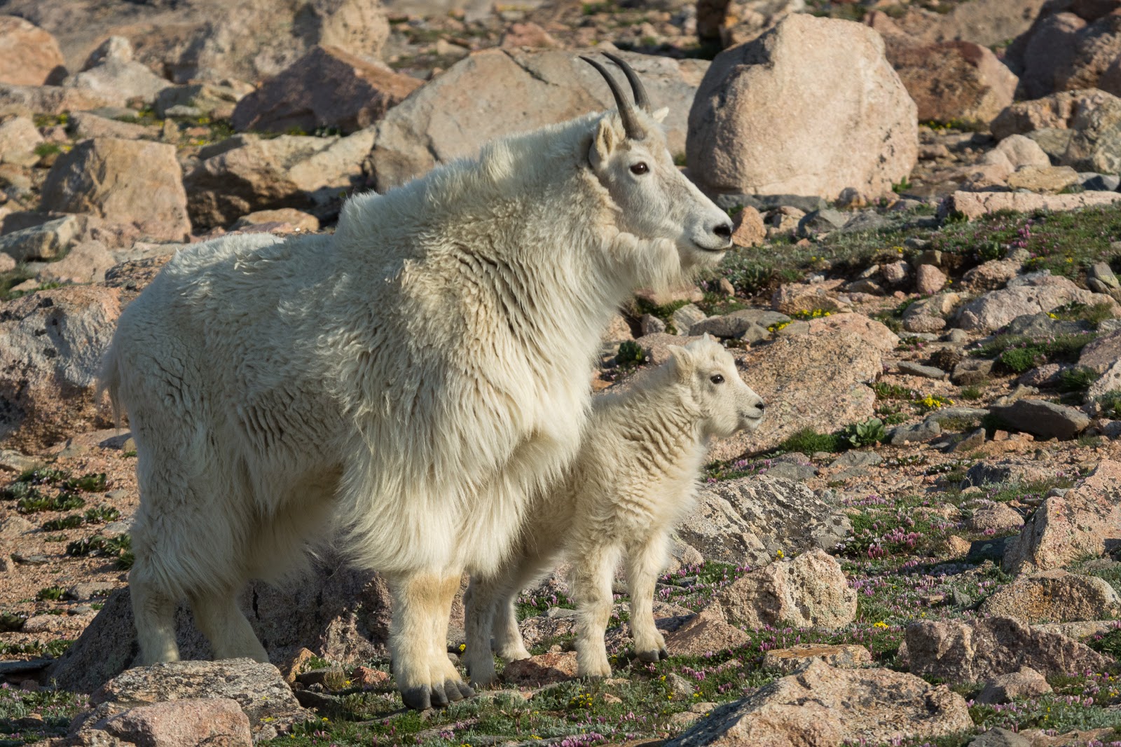 A Tree Falling: Mount Evans Mountain Goats: July 2017, Part I