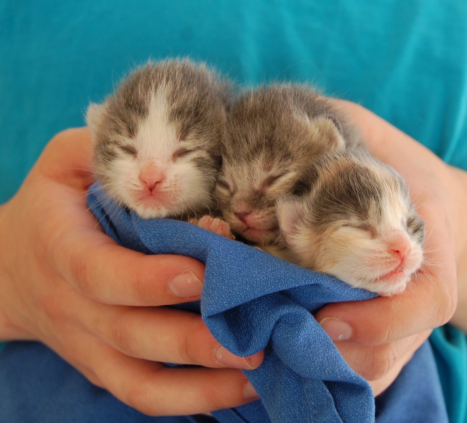 35 rescued kittens need foster homes please!