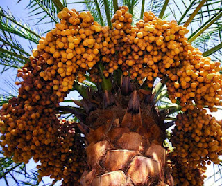 Date Fruit Growth Stages | Balochistan Info
