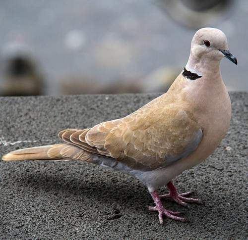 Eurasian collared dove photos | Birds of India | Bird World
