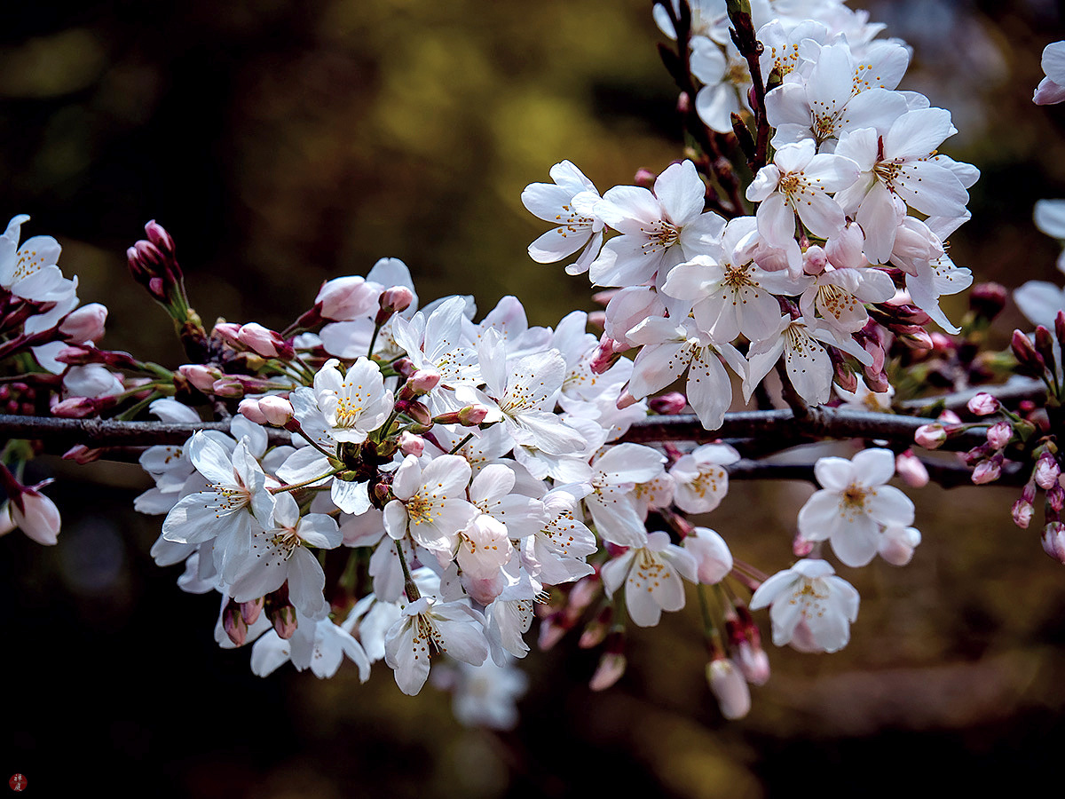 FROM THE GARDEN OF ZEN: Someiyoshino sakura (Prunus × yedoensis ...