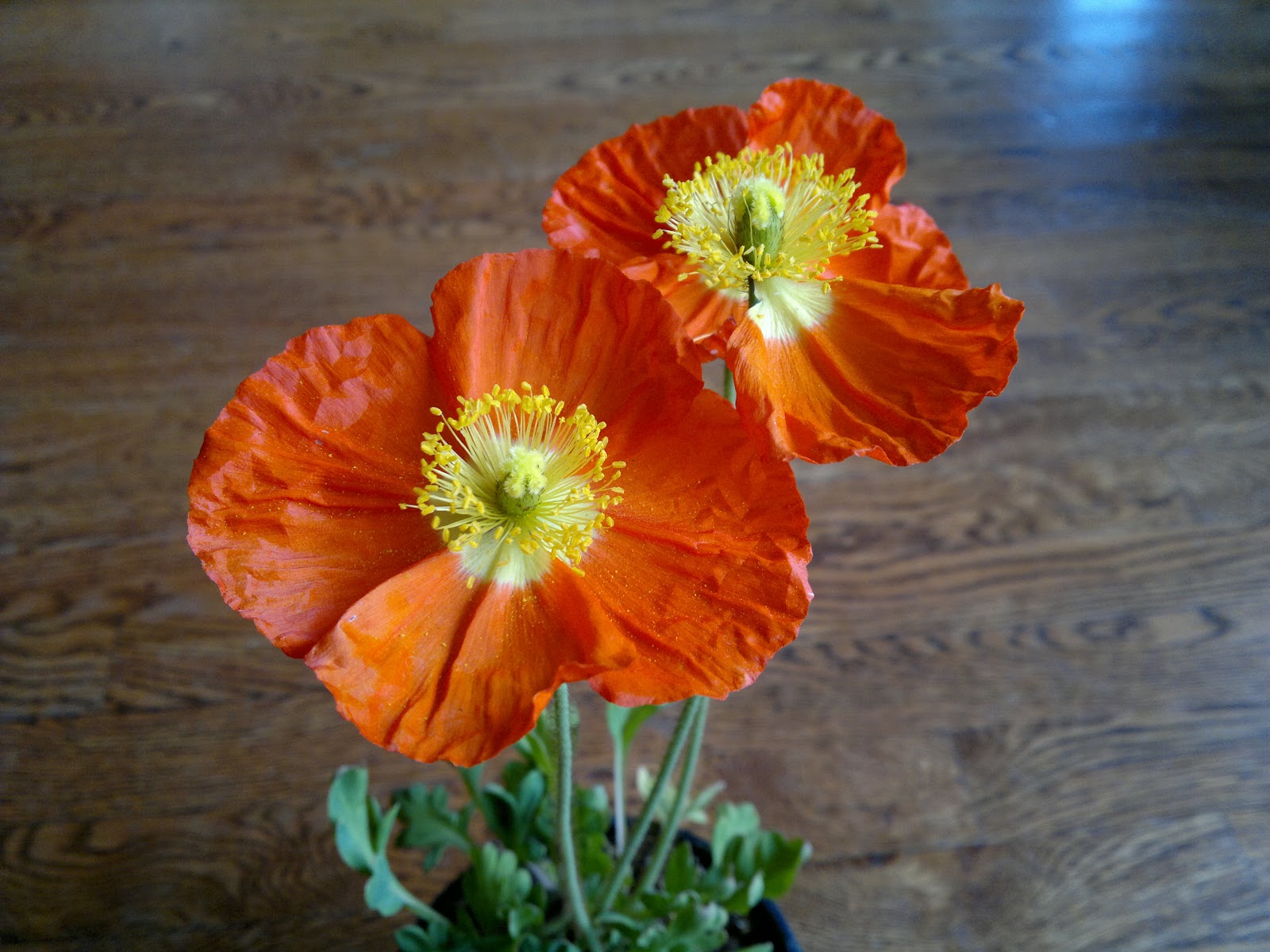 Compressing Three Dimensions Down to Two: Orange Poppies
