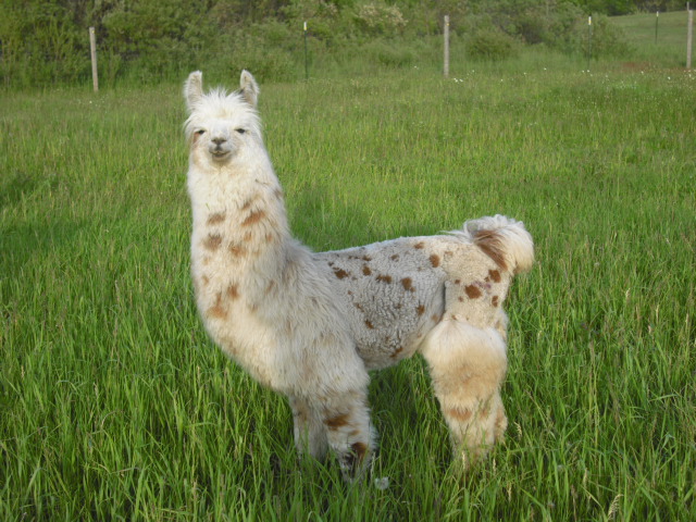 Llama | The Life of Animals