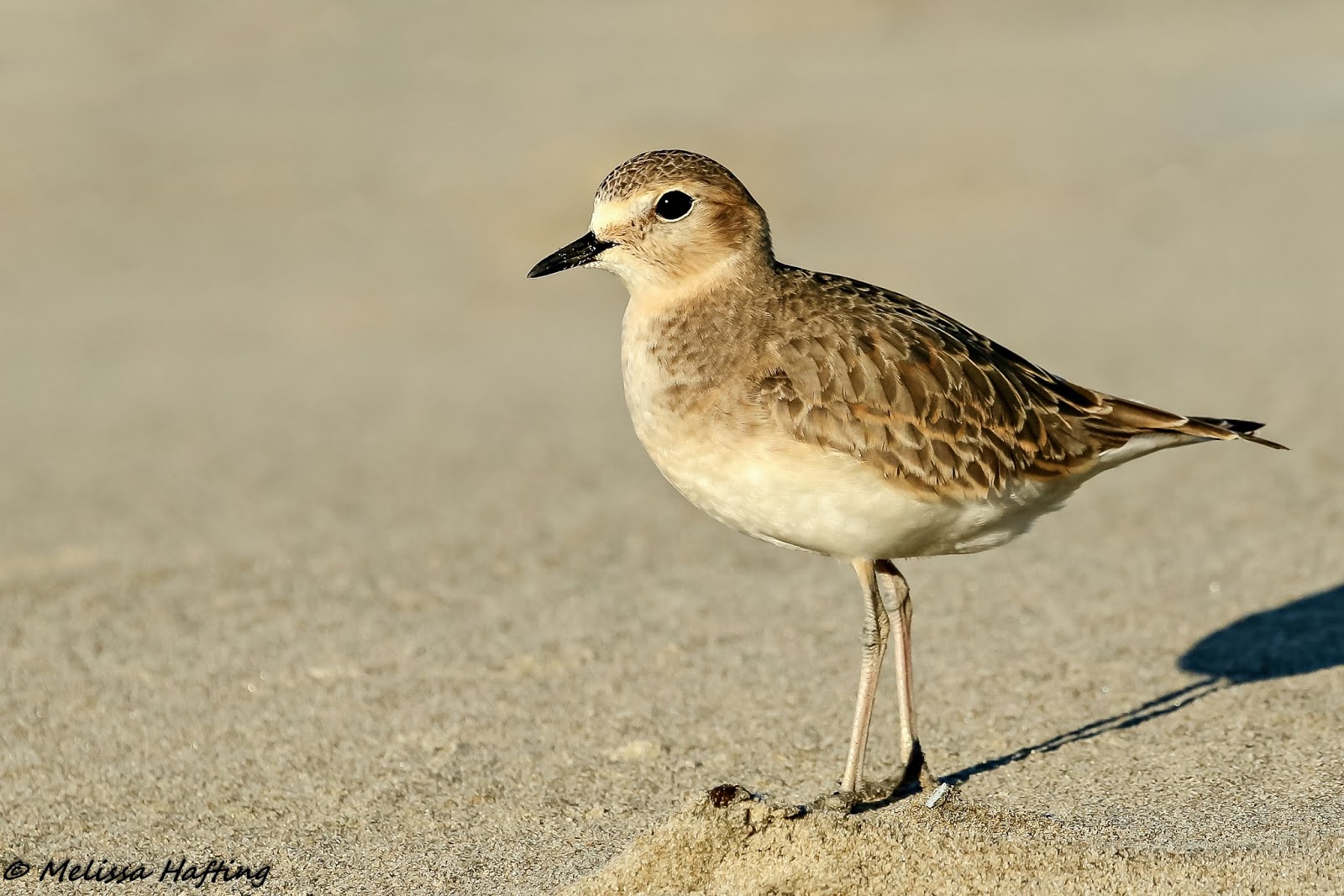 The best views ever of a Mountain Plover in Oregon!