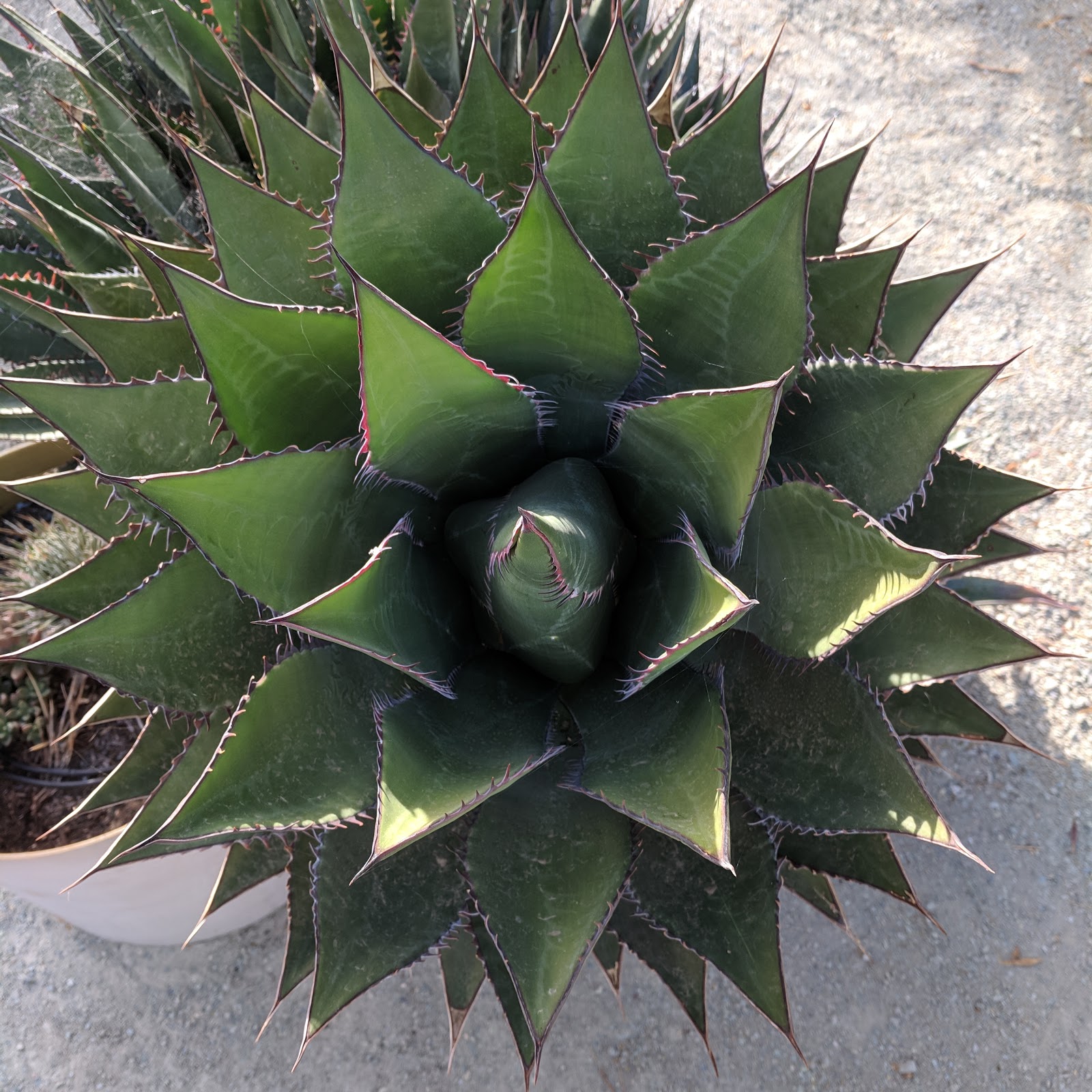 Gardening Turned Up to Eleven: Agave Close Ups