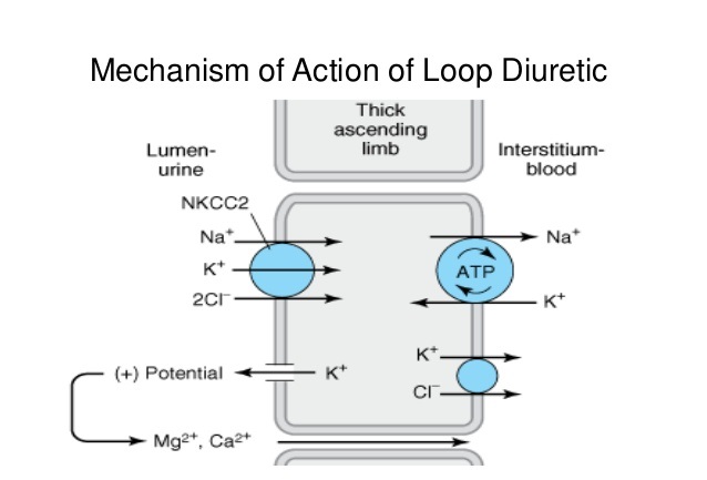 My Family Medicine Practice: Loop Diuretics - A Brief Summary