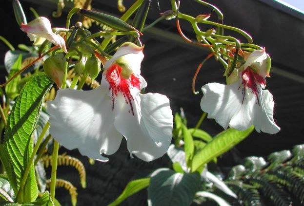 COLD HARDY EXOTIC PLANTS FOR THAT TROPICAL GARDEN EFFECT |The Garden of ...