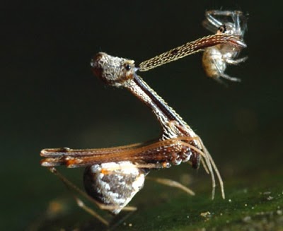 Assassin spider (Archaeidae) | your knowledge