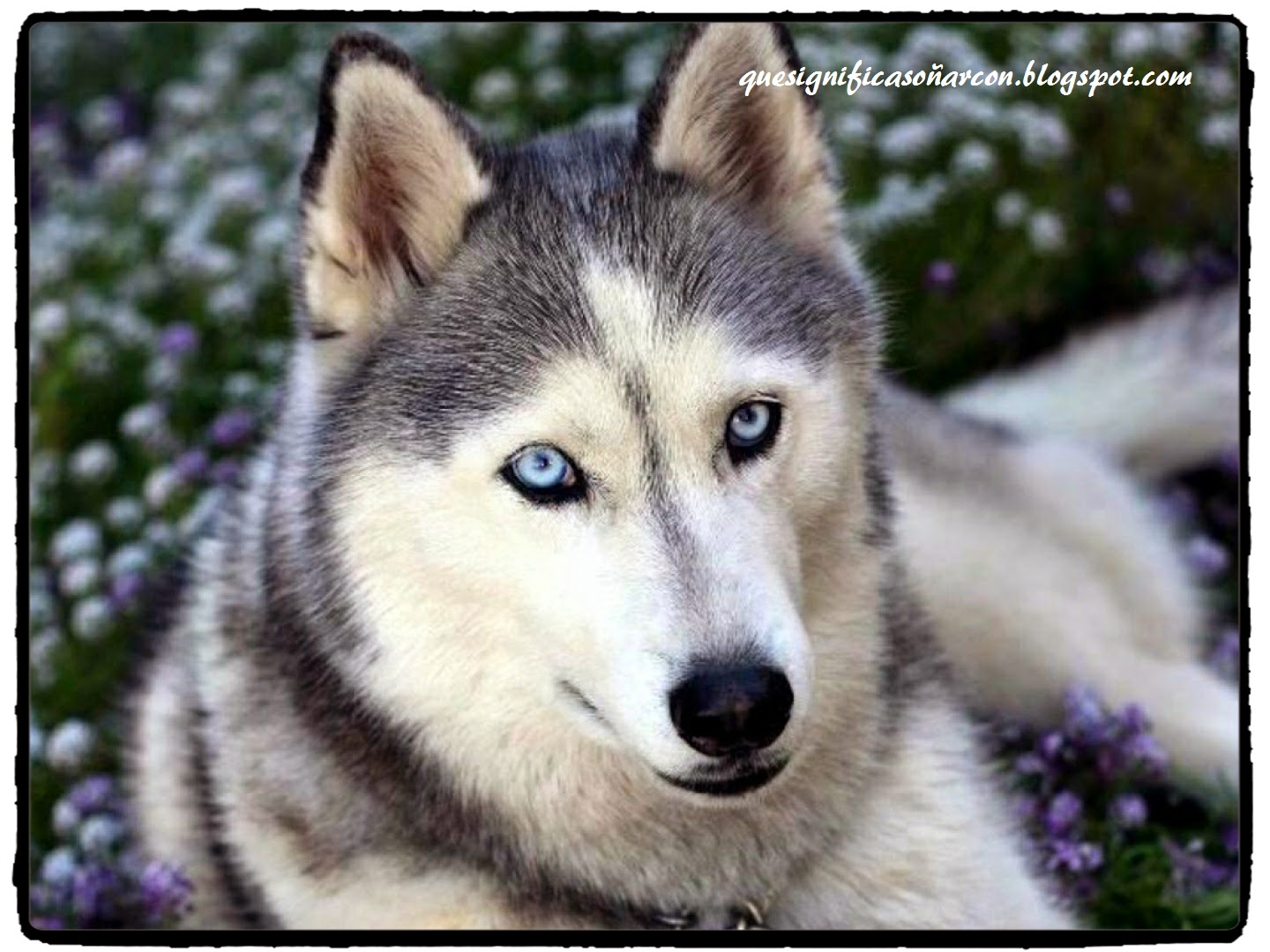 QUE SIGNIFICA SOÑAR CON PERROS - CANES - CACHOROS