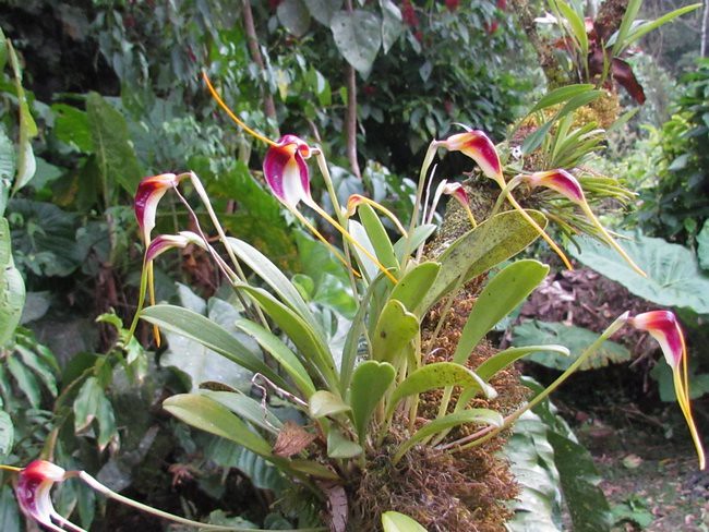 Masdevallia schroederiana care and culture | Travaldo's blog