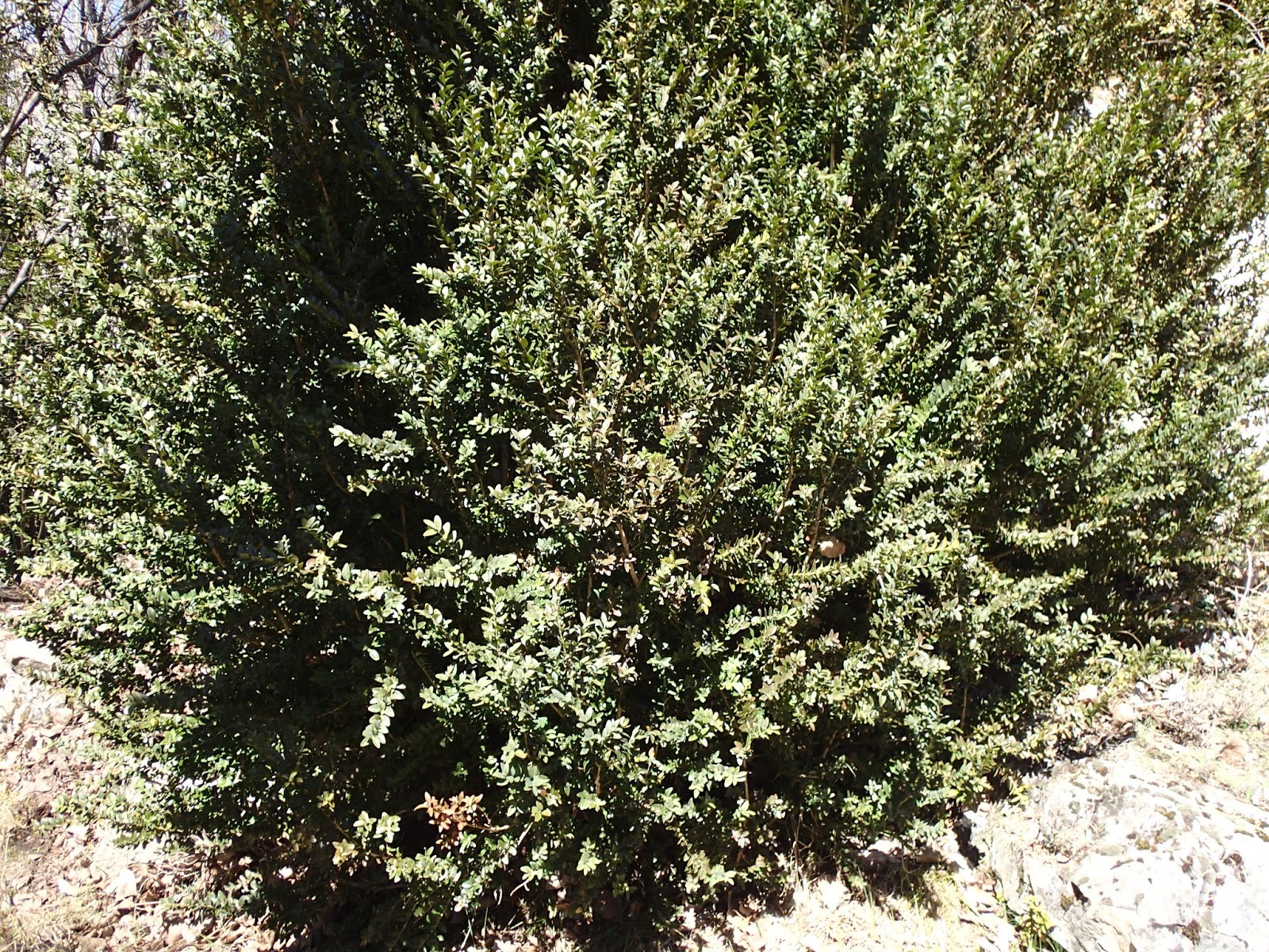 CA L'HERBOLARI ALZIRA: BOIX