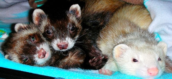 Dihorul: Poze cu pui de dihor