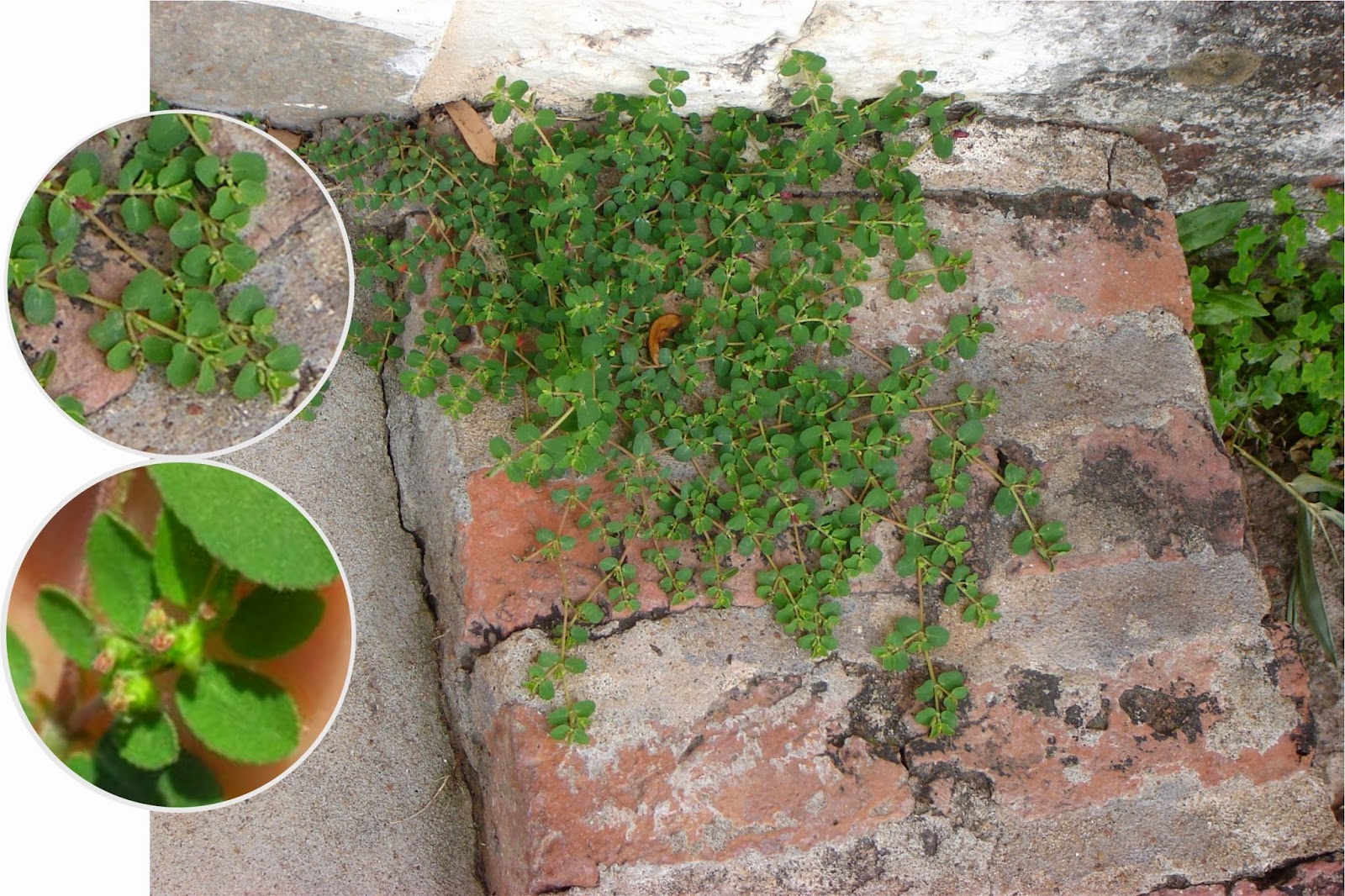 v e r d e c h a c o: Yerba meona / Meona / Yerba de la golondrina