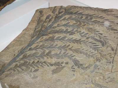 Life Before the Dinosaurs: Archaeopteris.