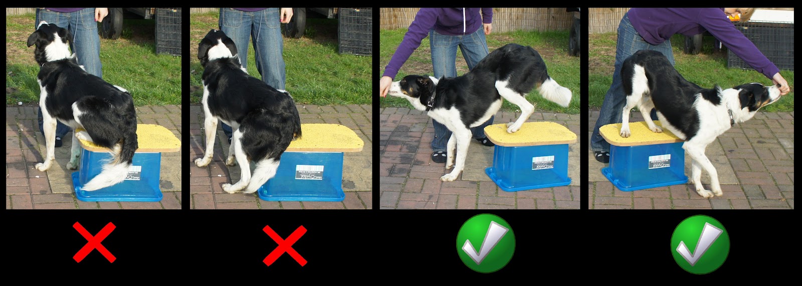 Lucy Osborne Agility Training Blog: Box Of Tricks - April (Agility ...