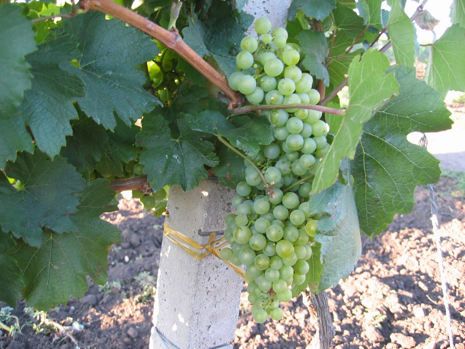 Bible Club Ministry Blog Bible Lesson Jesus The True Vine