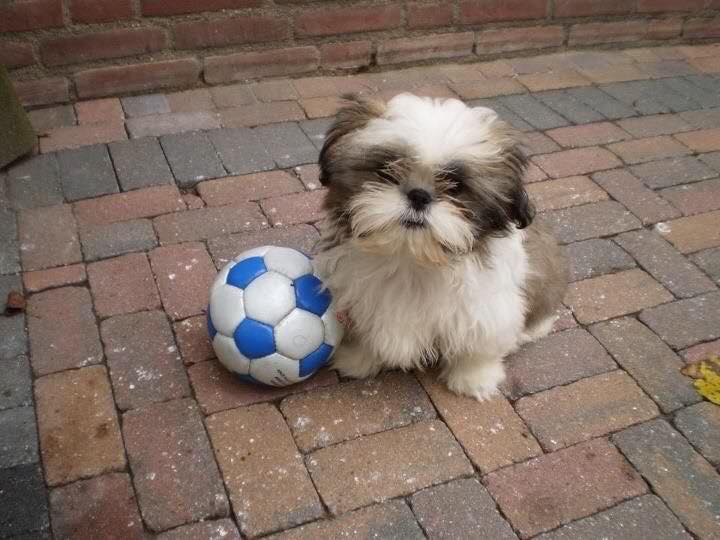 Filhotes de shih tzu