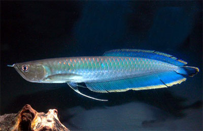 Stunning and Full of Color Asian Arowanas