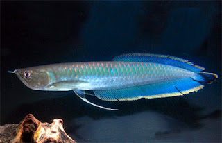 Stunning and Full of Color Asian Arowanas