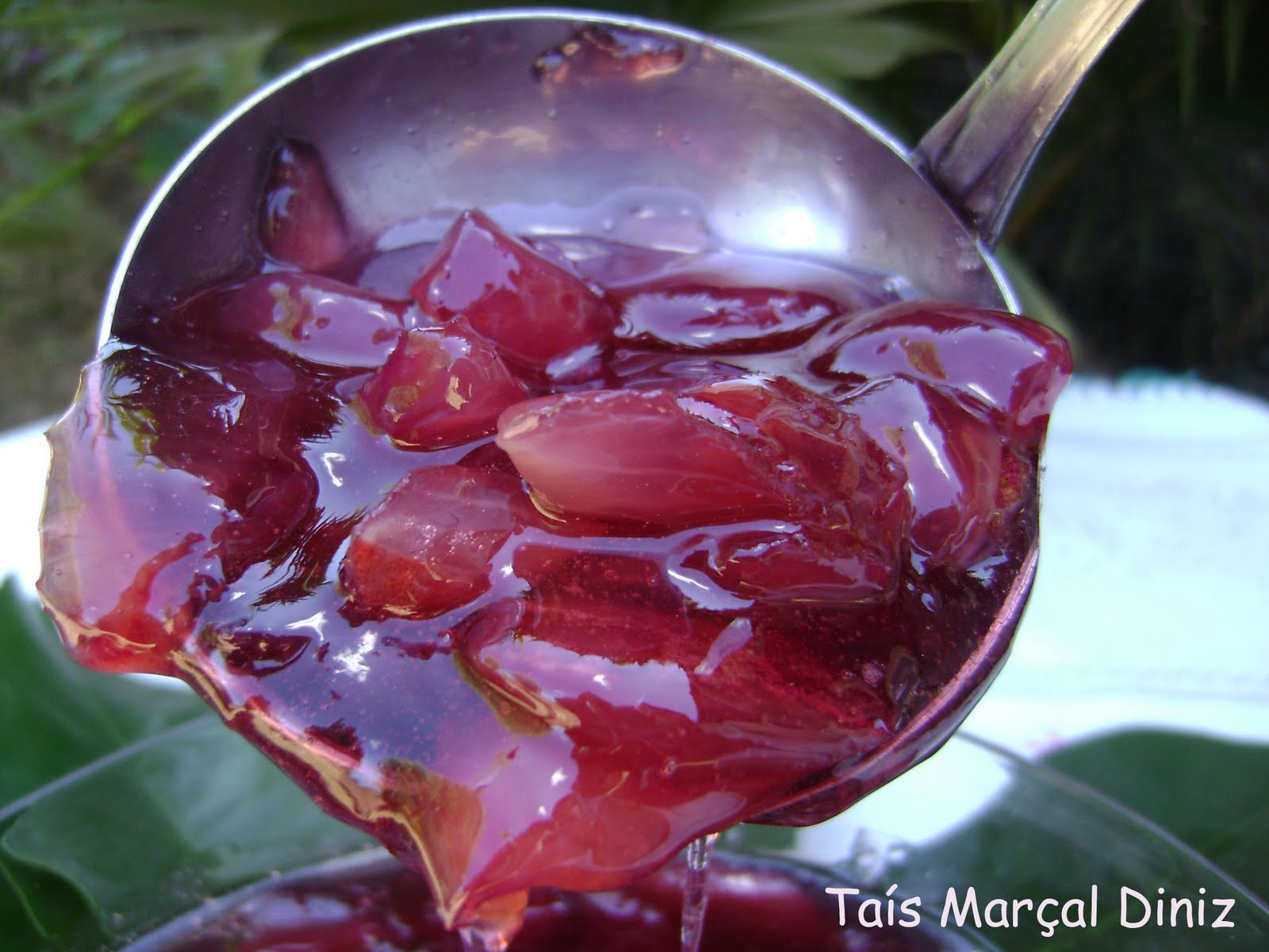 Jambo - Syzygium jambos