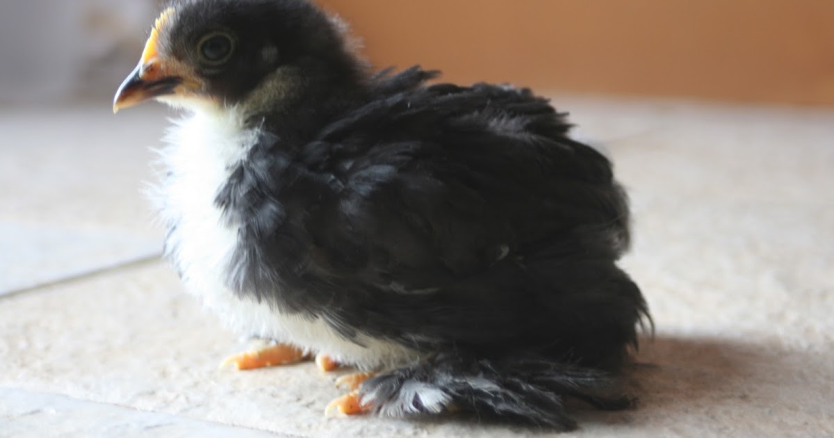 The Little Backyard Farm: Our new baby chicks arrived!