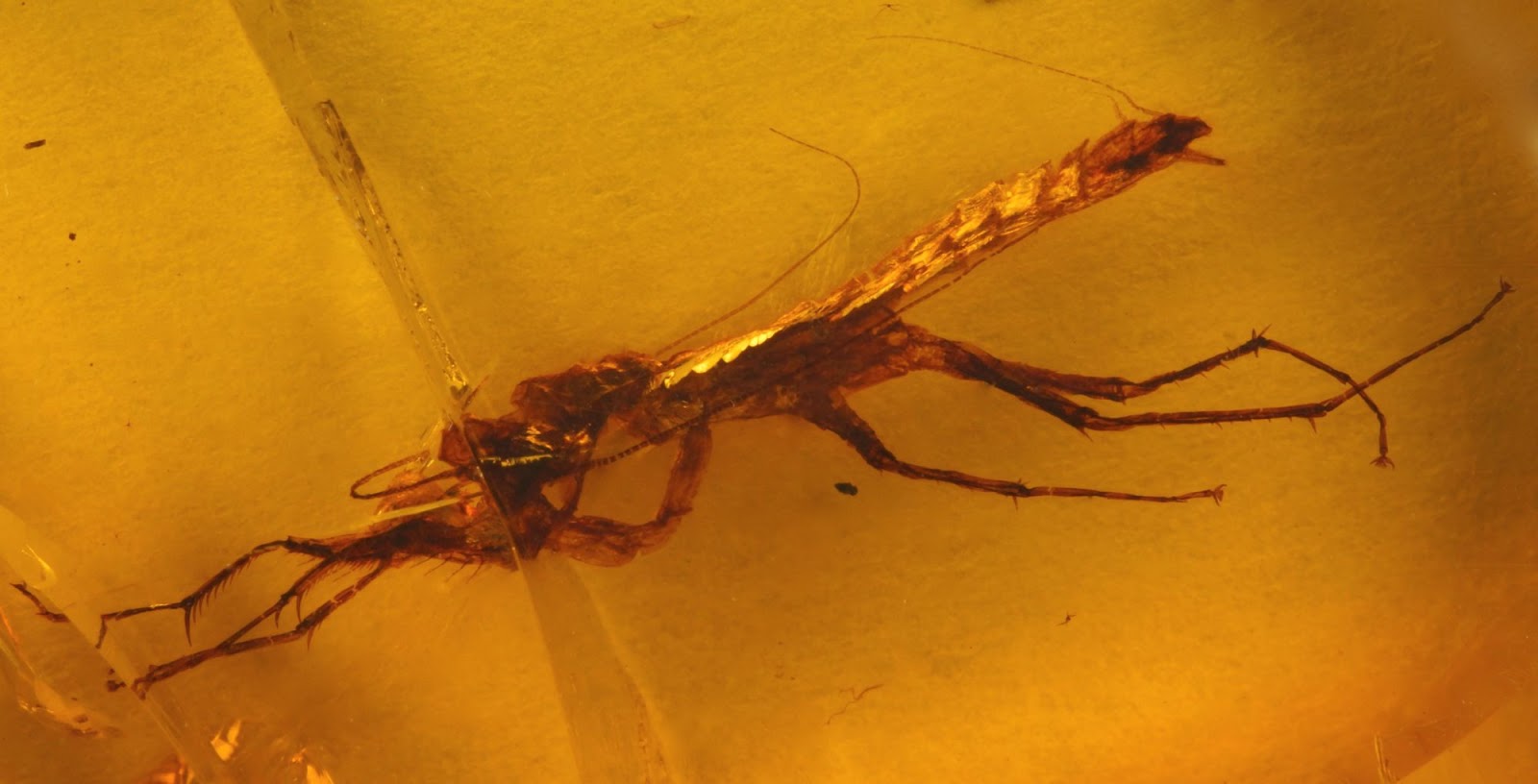 Spectacular Images of Ancient Life