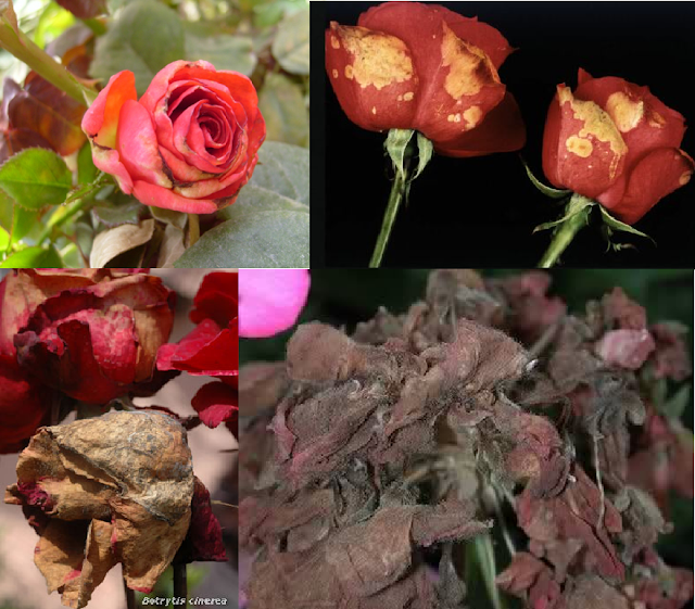 Rosas y Alstroemerias