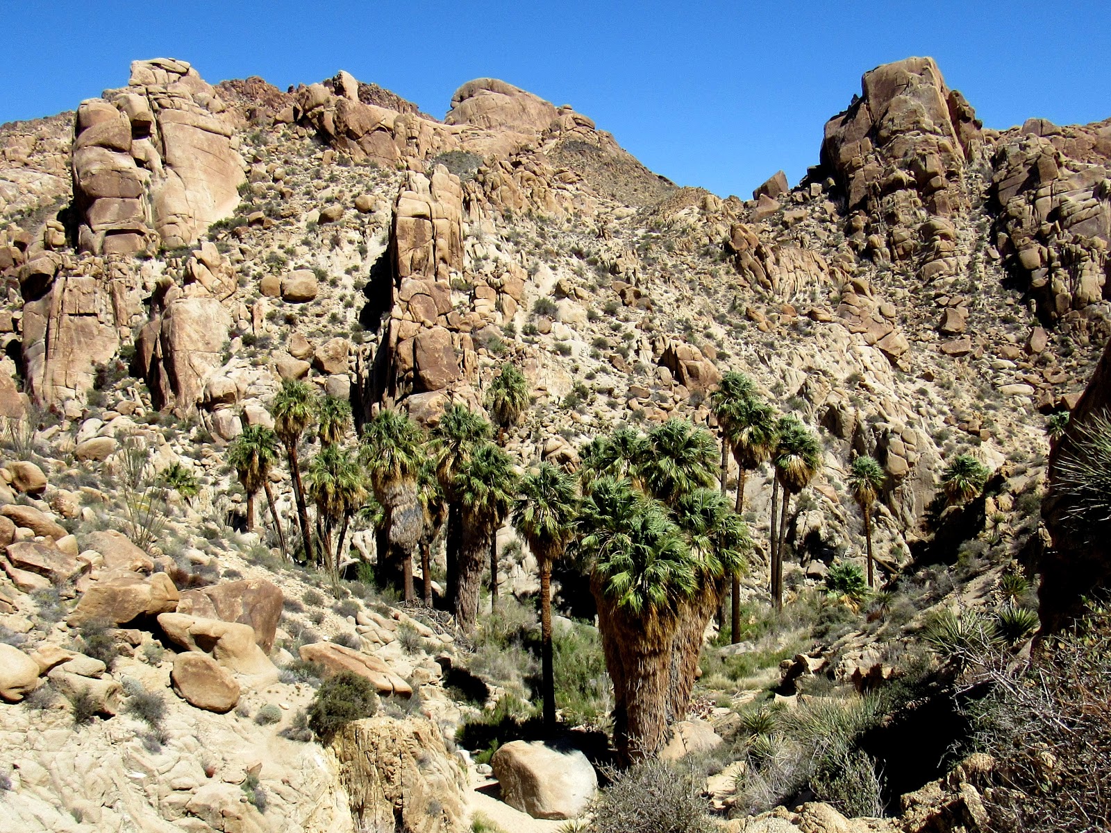 Plant Life of the Colorado Desert