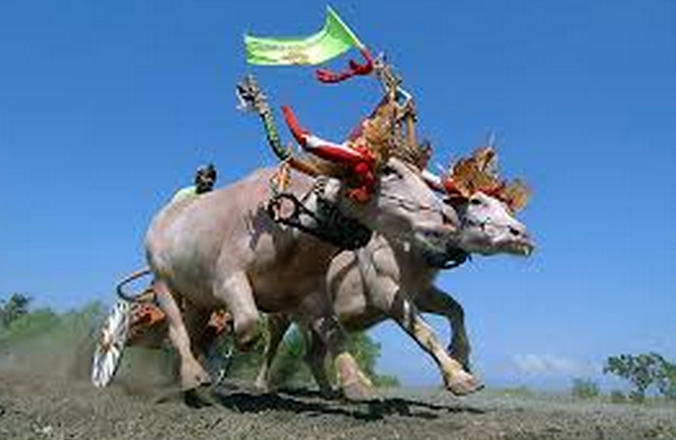 Aneka di Bali: Mekepung / Karapan Kerbau /Buffalo Races