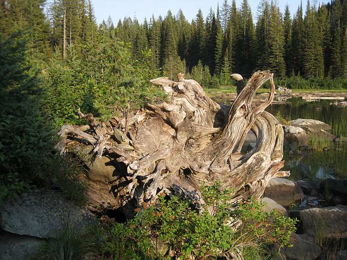 Tall Pines Hiker: Geiger Lakes and Lost Buck Pass