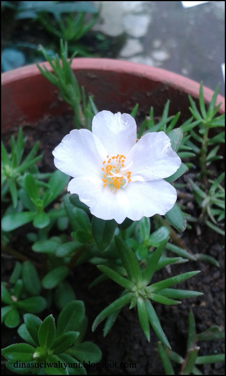 JENIS DAN NAMA - NAMA BUNGA (TANAMAN HIAS " BUNGA CANTIK") | JDSK