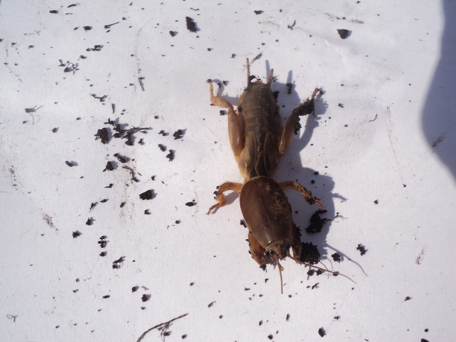 MOMEALA VIE: coropisnite