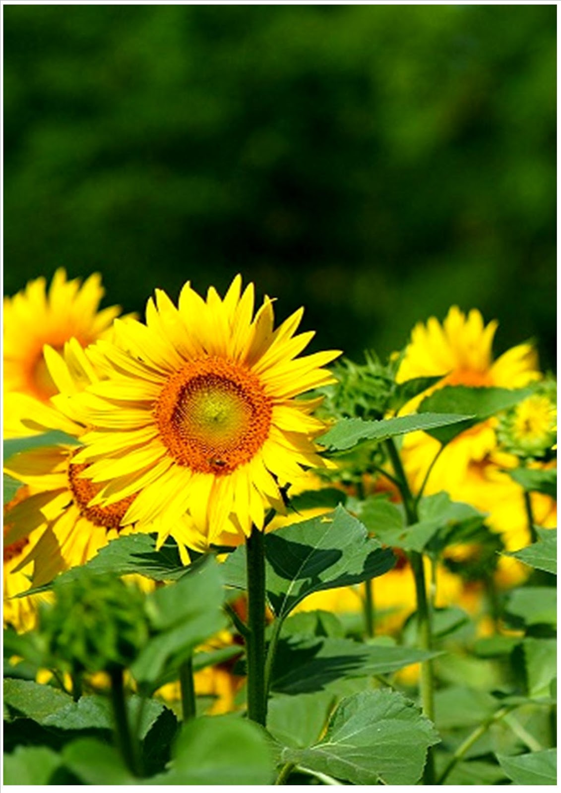 Gambar Aneka Bunga dan Keterangannya - hargamesinfotocopyterbaru