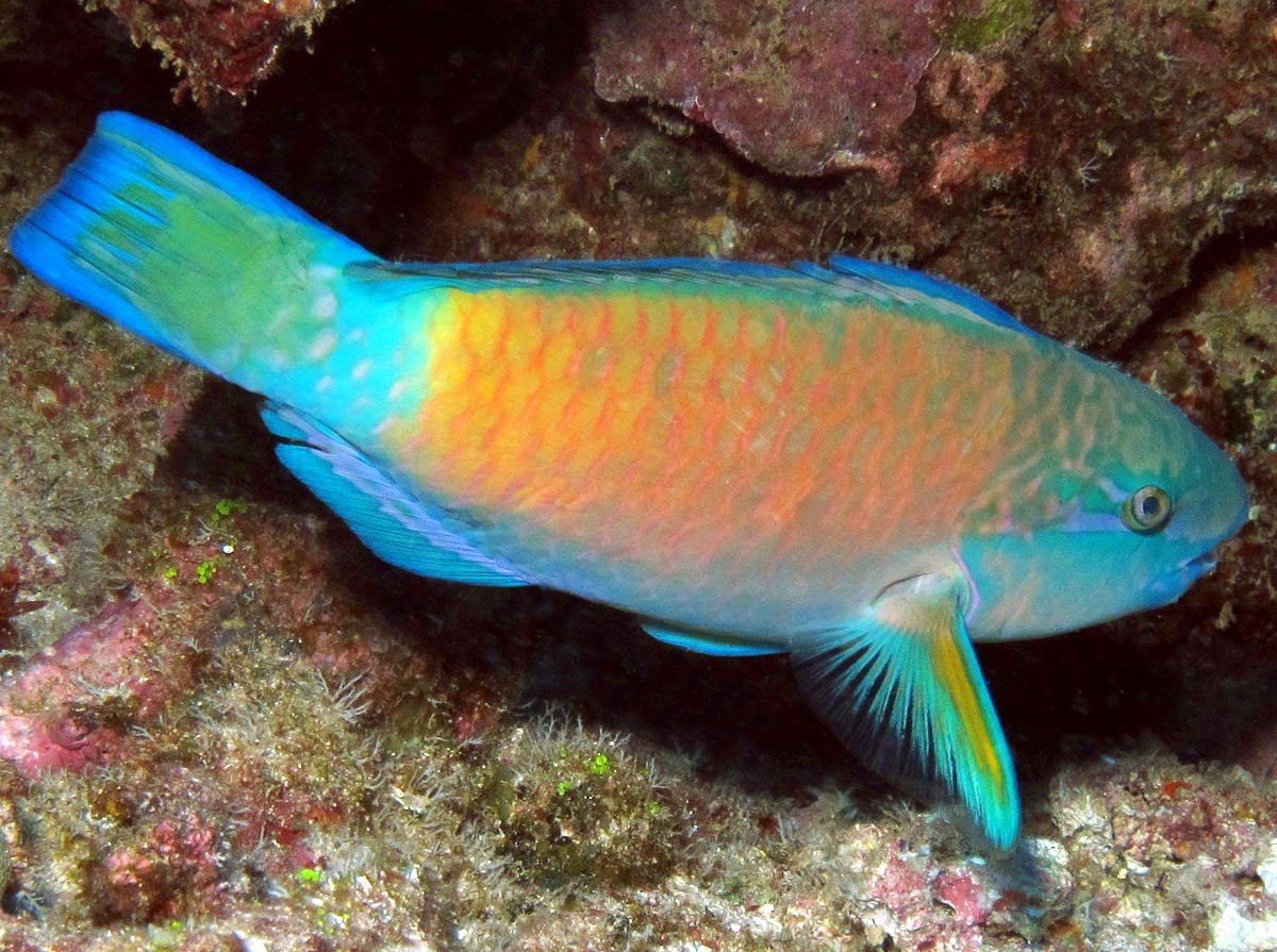 PARROTFISH photos - wallpapers (ανανεωμένο) | the fun bank