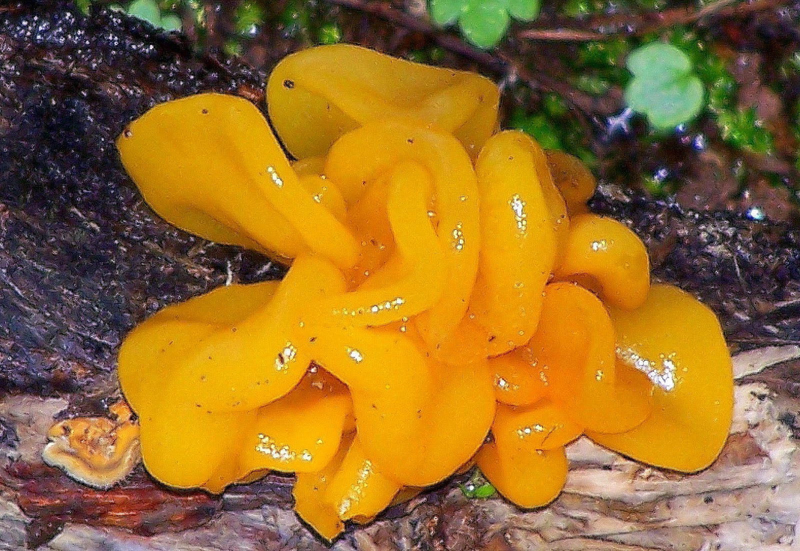 Setas Extremadura : Tremella Aurantia