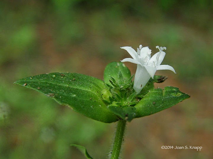 Anybody Seen My Focus?: Rough Mexican Clover/Florida Pusley (Richardia ...
