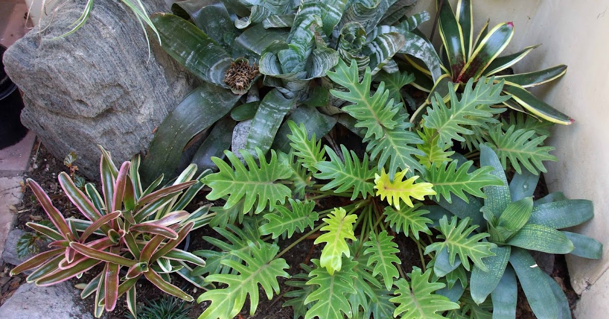 New Plants For Fall Planting/Huh. How 'Bout That?