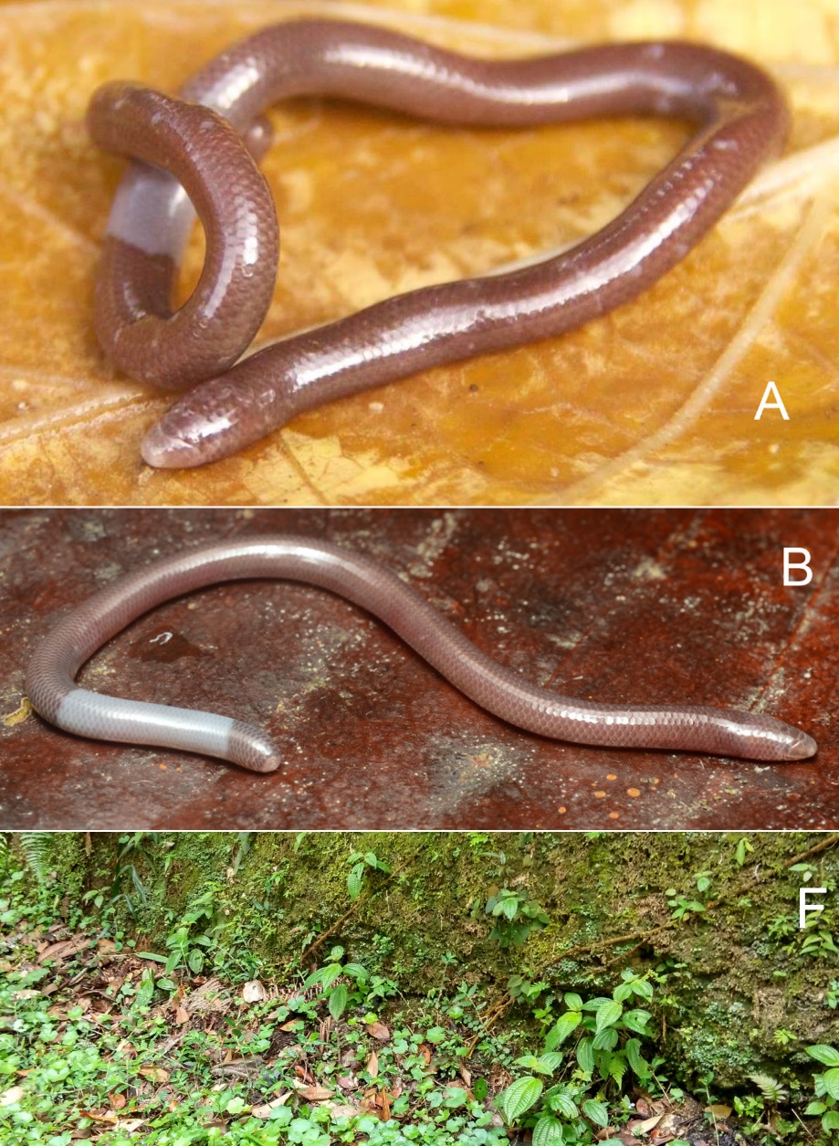 Species New to Science: [Herpetology • 2017] Dibamus floweri • A New ...